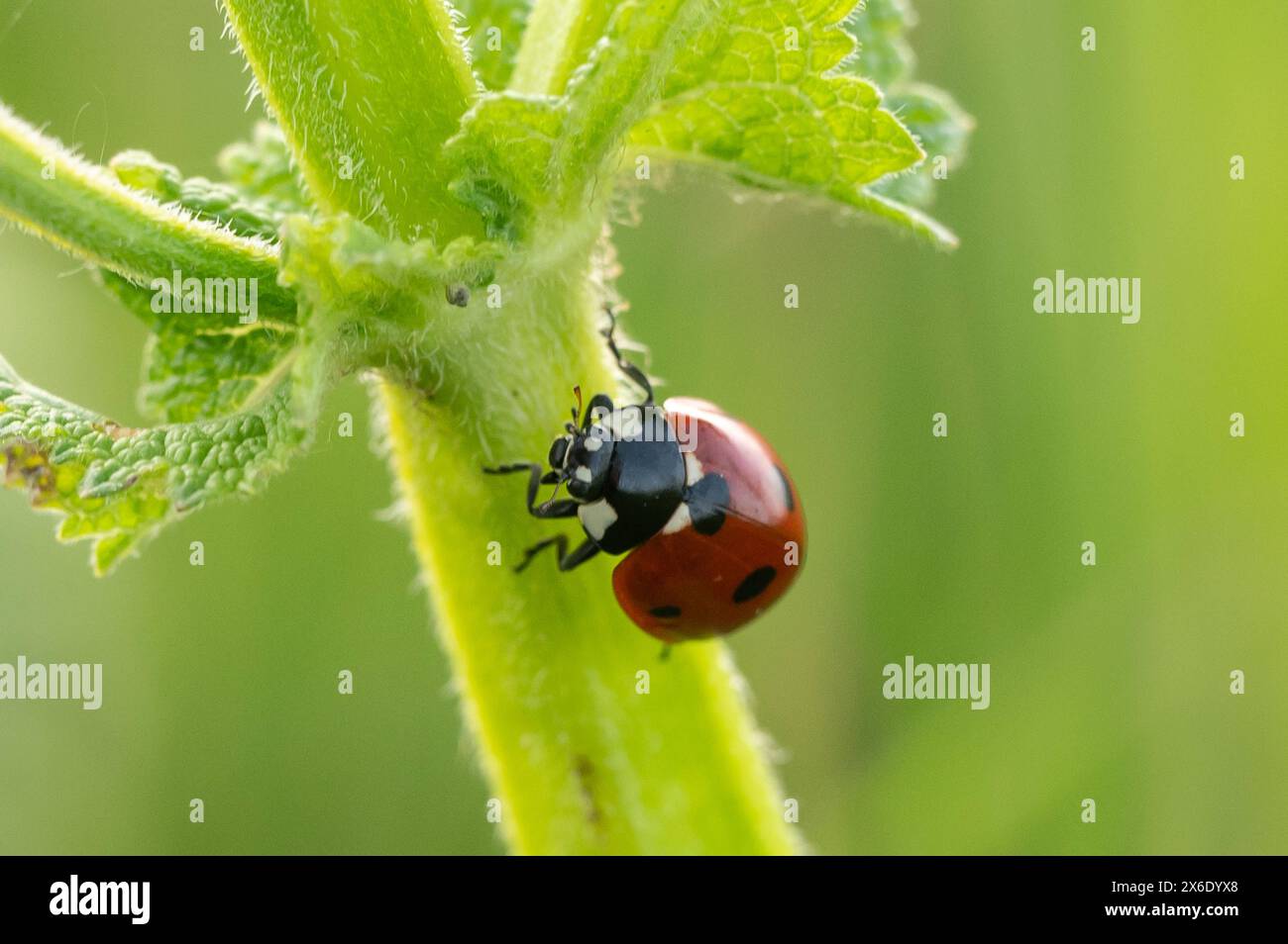 Ein Marienkäfer hält sich auf einer Wiese an einer Pflanze fest ...