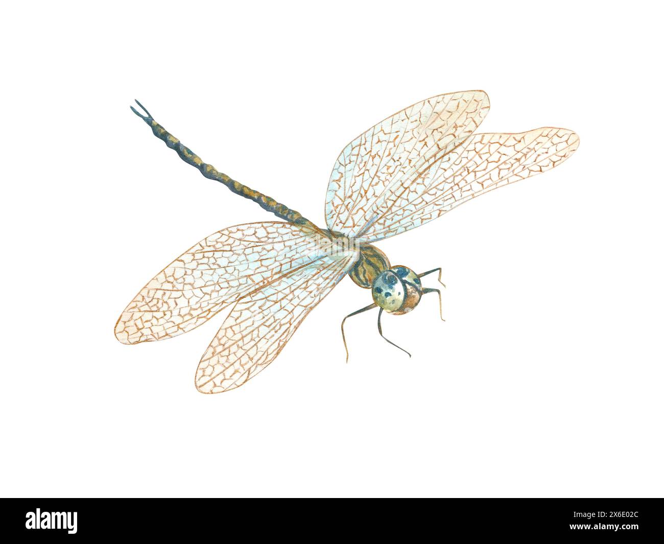 Dragonfly with golden wings. Summer flying insect. Damselfly in Art ...