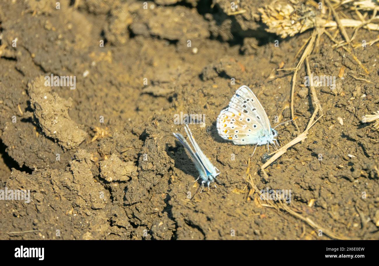 Interactions of two adorable blue butterflies. Common blue (Lycaena ...