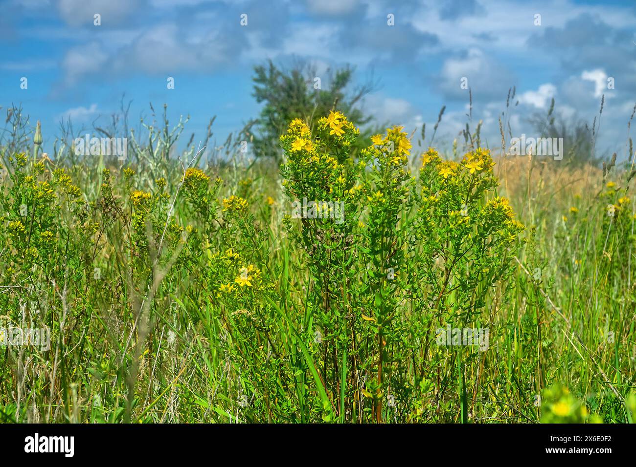 Hypericum lydium hi-res stock photography and images - Alamy