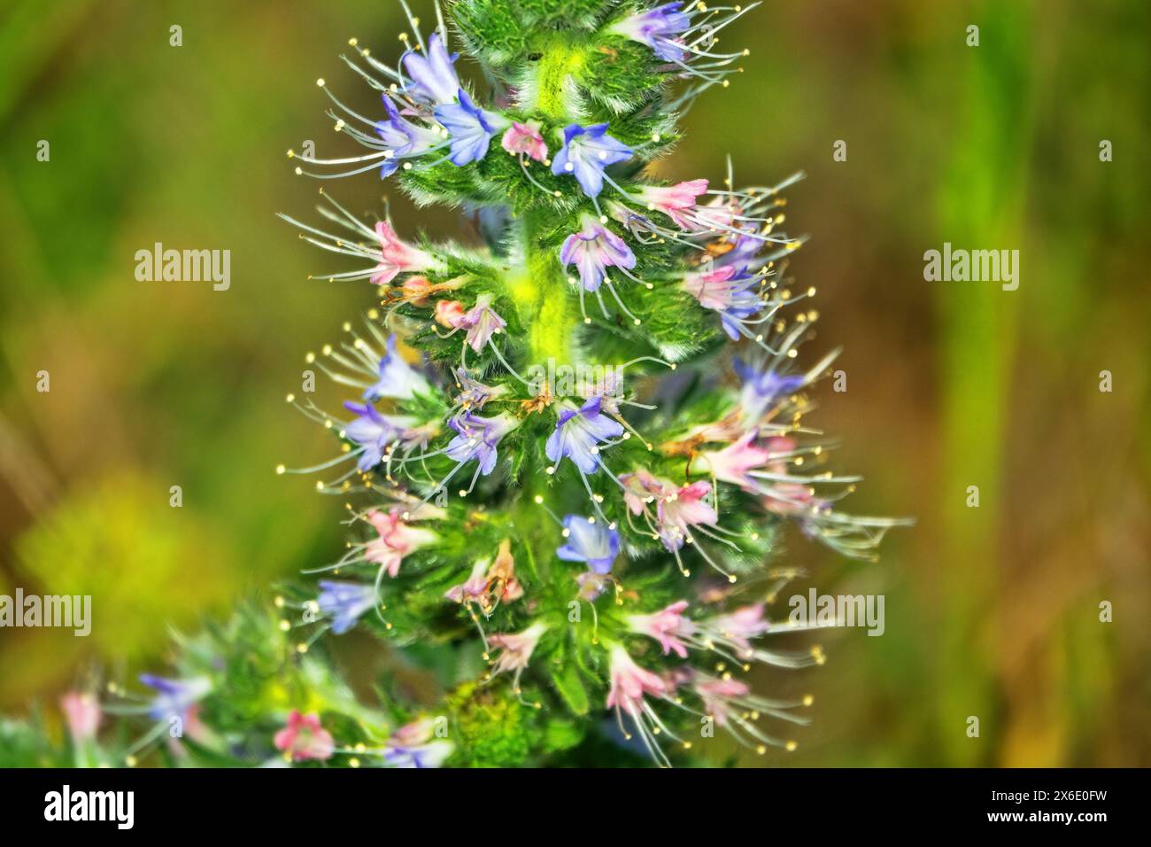 Bugloss, echium (Echium biebersteinii). Dry steppe with intensive ...