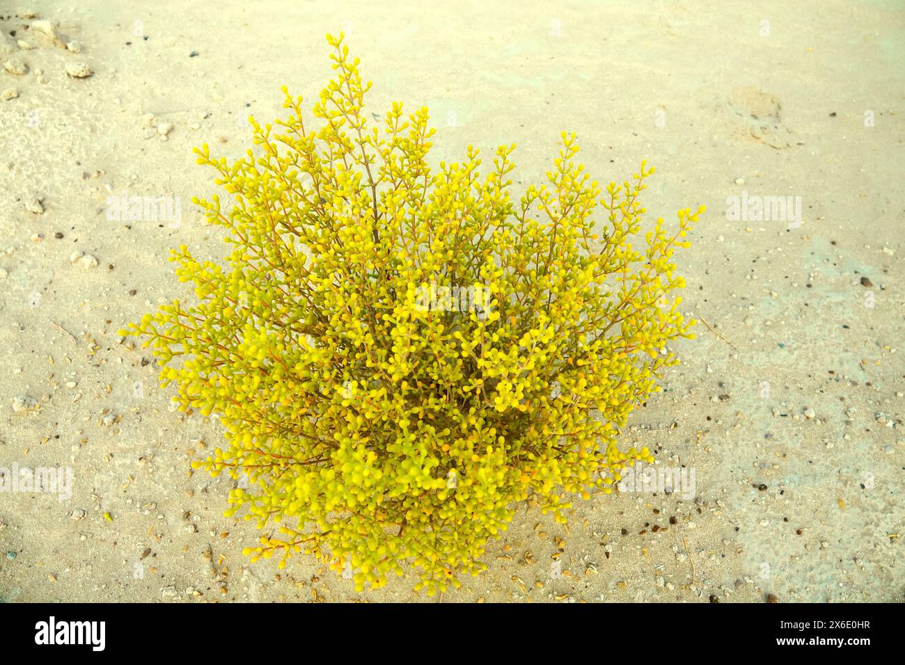 Bean caperbush hi-res stock photography and images - Alamy