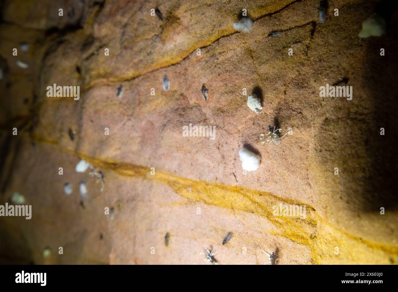 Speleobios. ?ave habitat. Lumps of spongy mold (agaric mineral ...