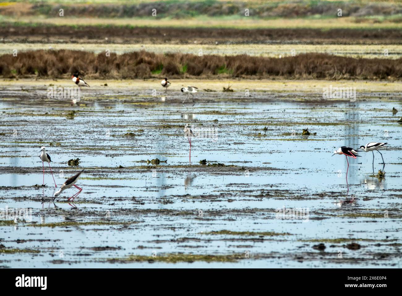 Wetlands. Feeding place for shorebirds in lagoon of northern Black Sea ...