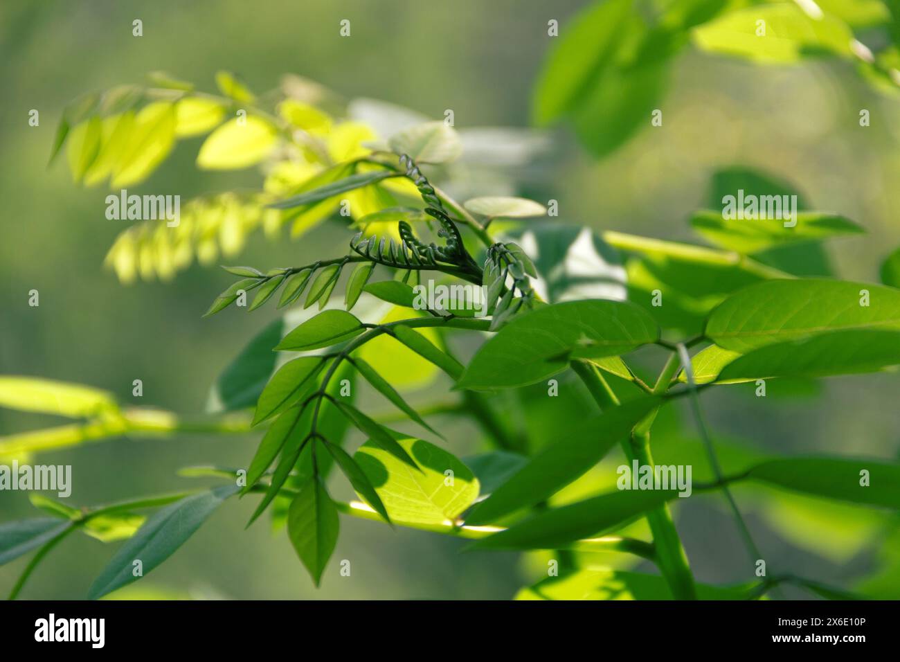 Illustrative picture for the botany course. Young tree draw. You can ...