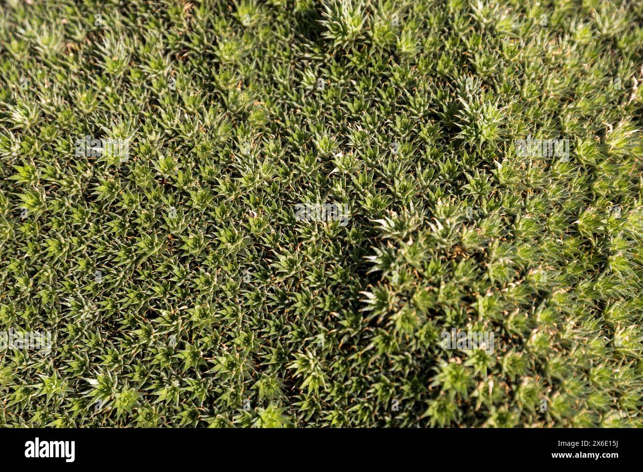 Abromeitiella chlorantha is low densely caespitose perennial cushion ...