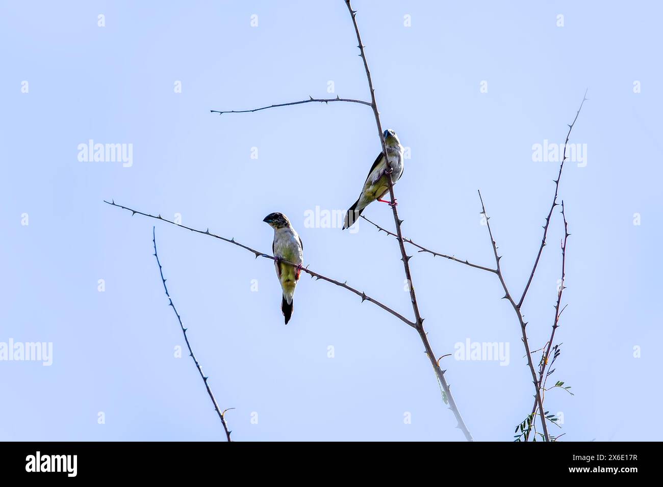 Indian Silverbill (Euodice malabarica) or African silverbill (Euodice cantans) in United Arab ...