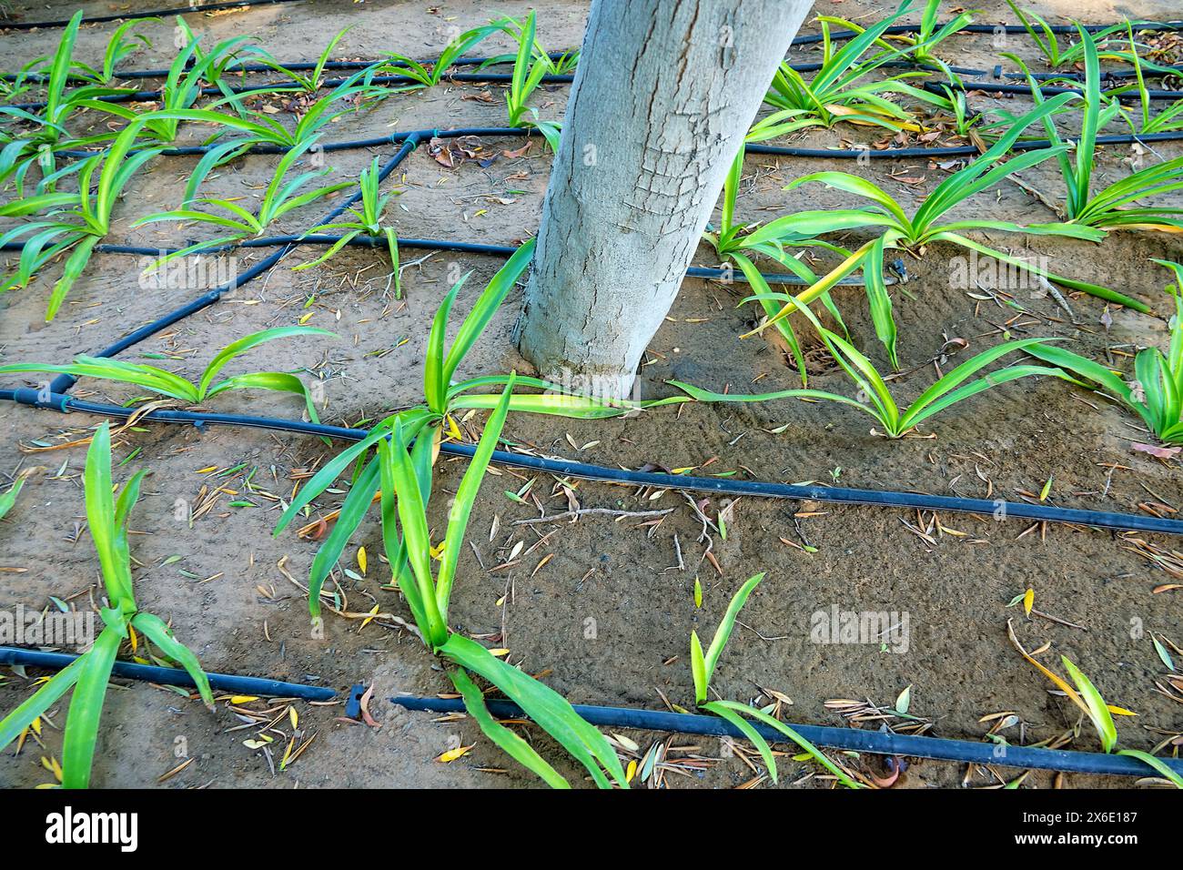 Drip irrigation water pipes (drip system) in the desert, green plants. Arabian Peninsula Stock ...