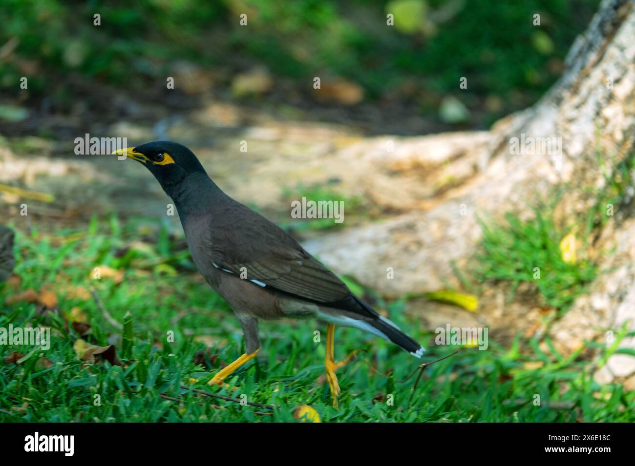 Indian myna (Acridotheres tristis) in Abu Dhabi Stock Photo - Alamy