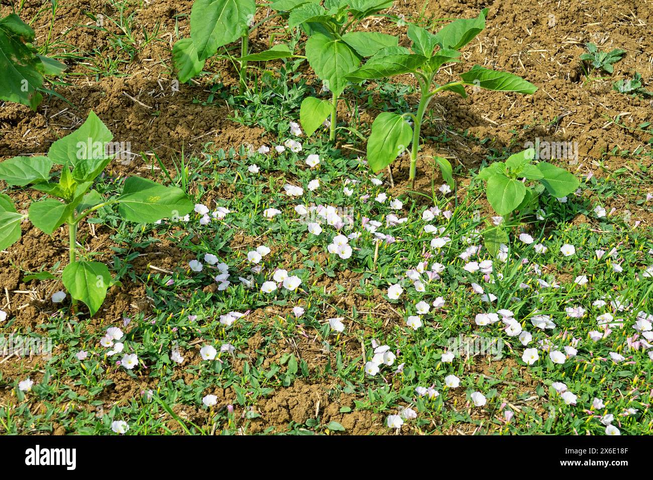 Bindweed is a noxious weed in cultivated areas (field weed). European ...