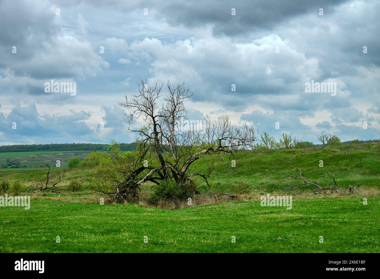 Forest-steppe, valley slope (side ravine) of the upper Sturgeon ...