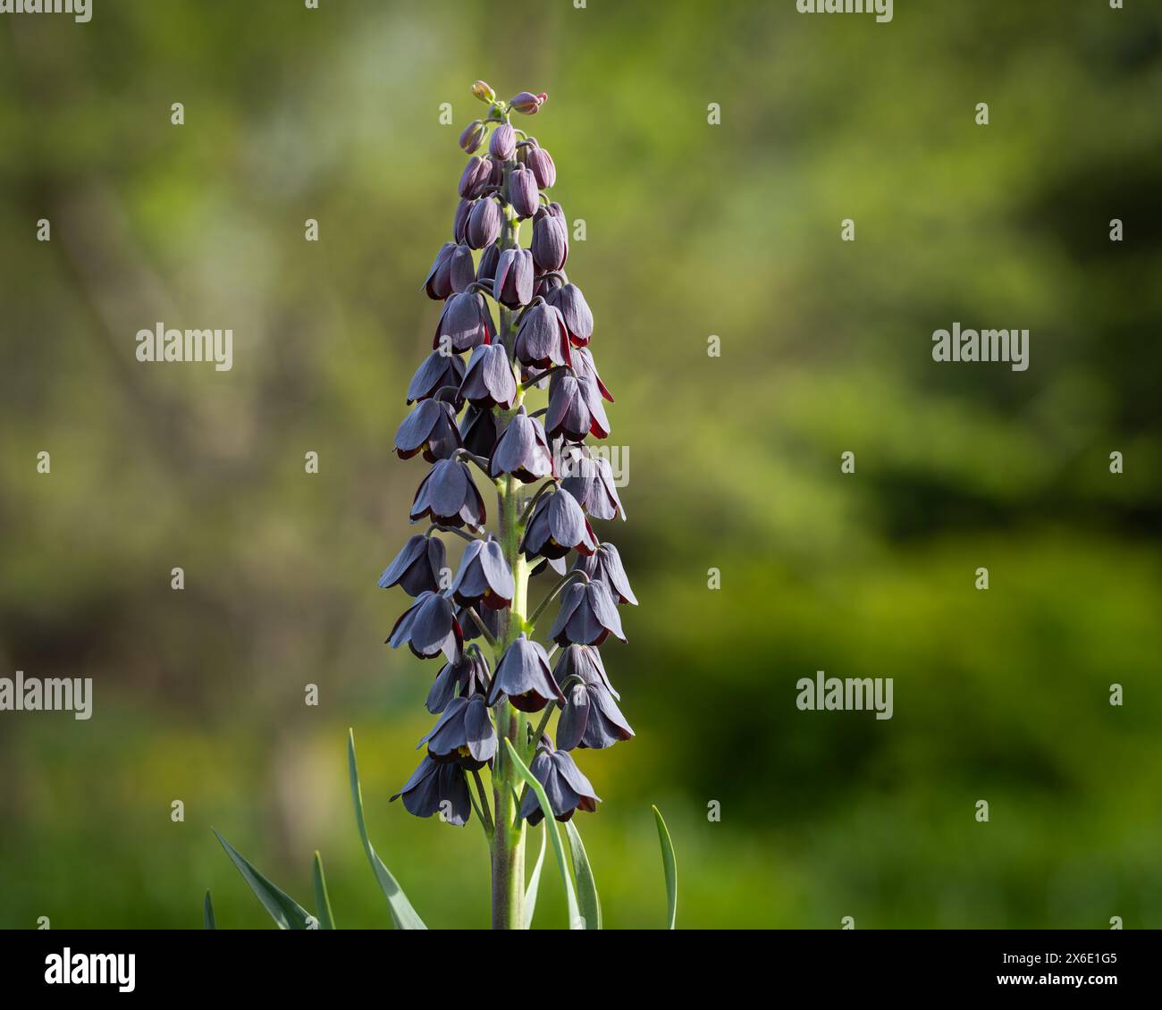 A Fritillaria Persica, commonly known as The Persian Lily, plant ...