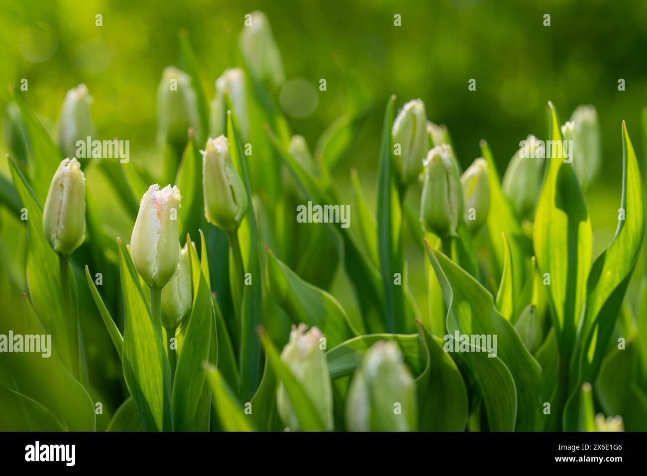 Light pink tulips starting to bloom in tulip field in garden. Selective ...