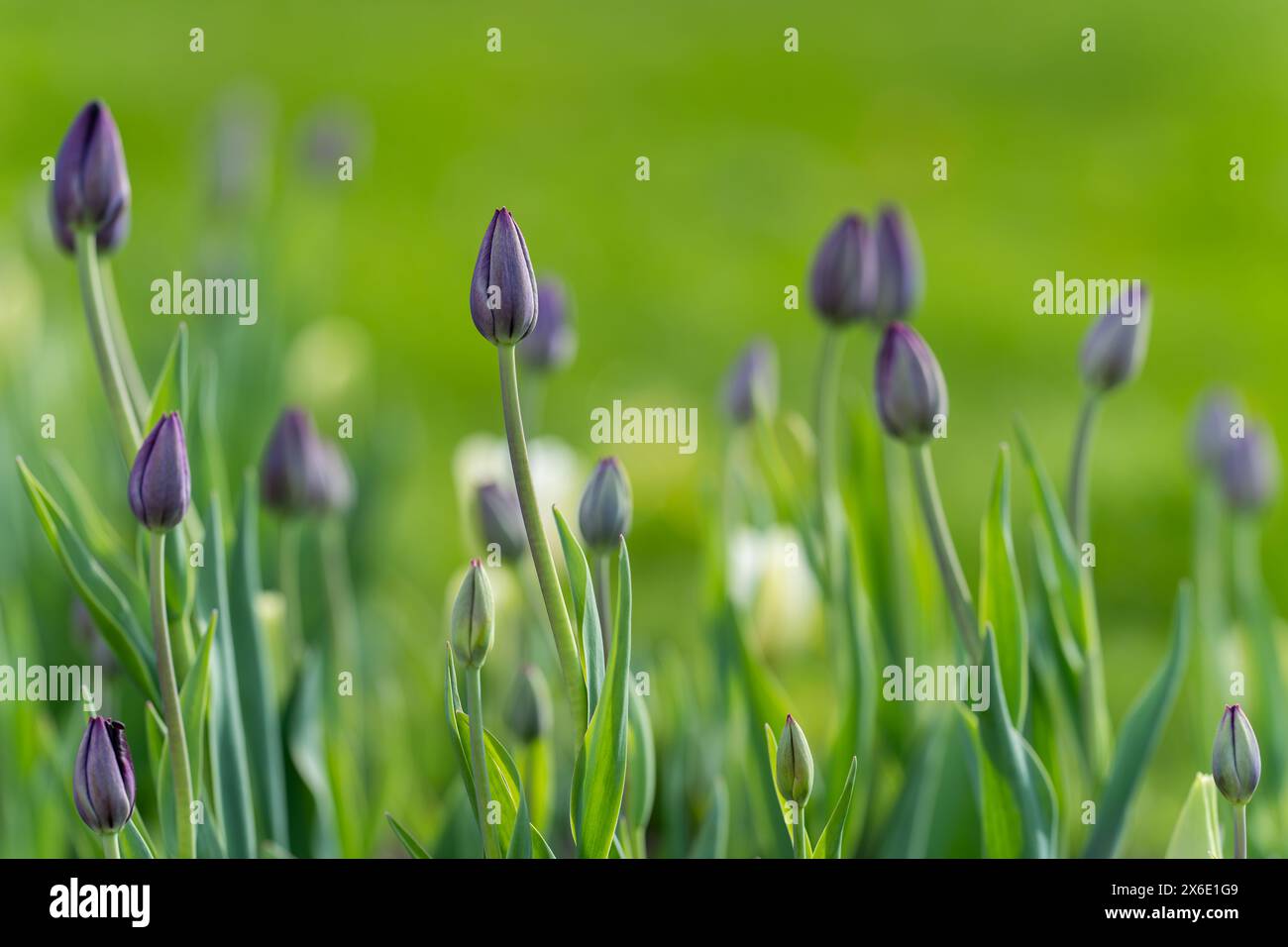 Black tulips starting to bloom in tulip field in garden. Selective ...