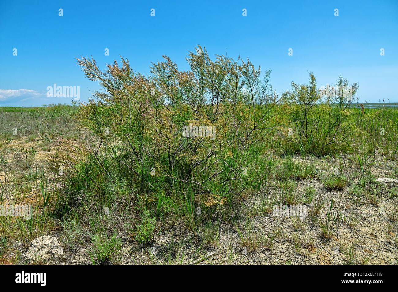 A Tamarix in a wet meadow in the lowland of a fresh lake, overflow ...