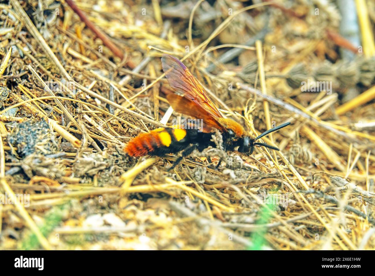 Mammoth wasp (Megascolia maculata, female, largest Hymenoptera) moves ...