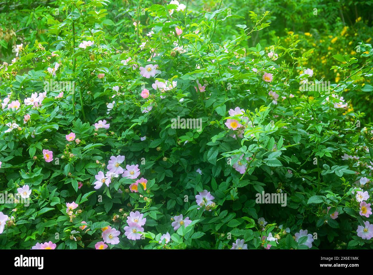 Cankerbloom hi-res stock photography and images - Alamy