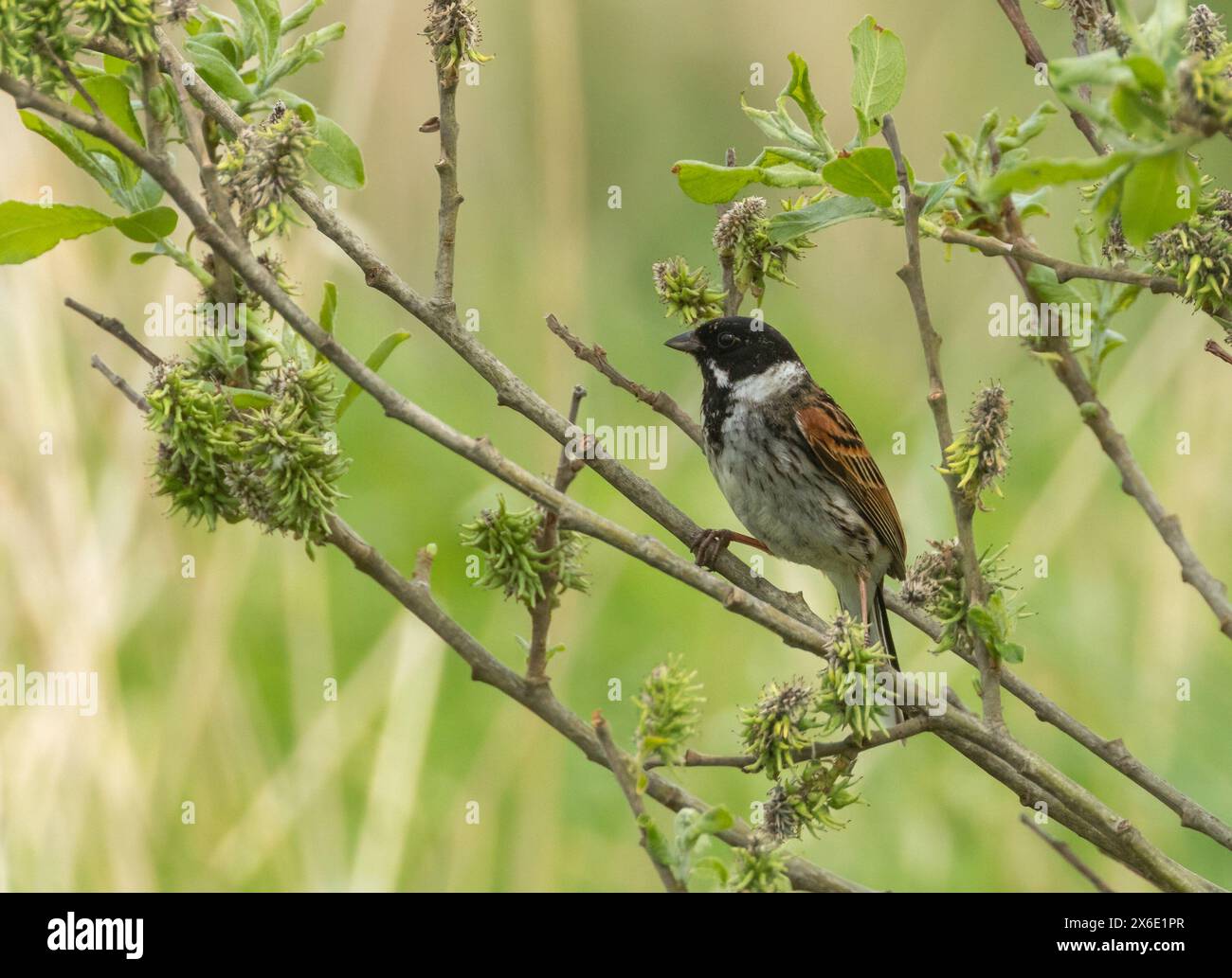 Male reed bunting on perch hi-res stock photography and images - Alamy