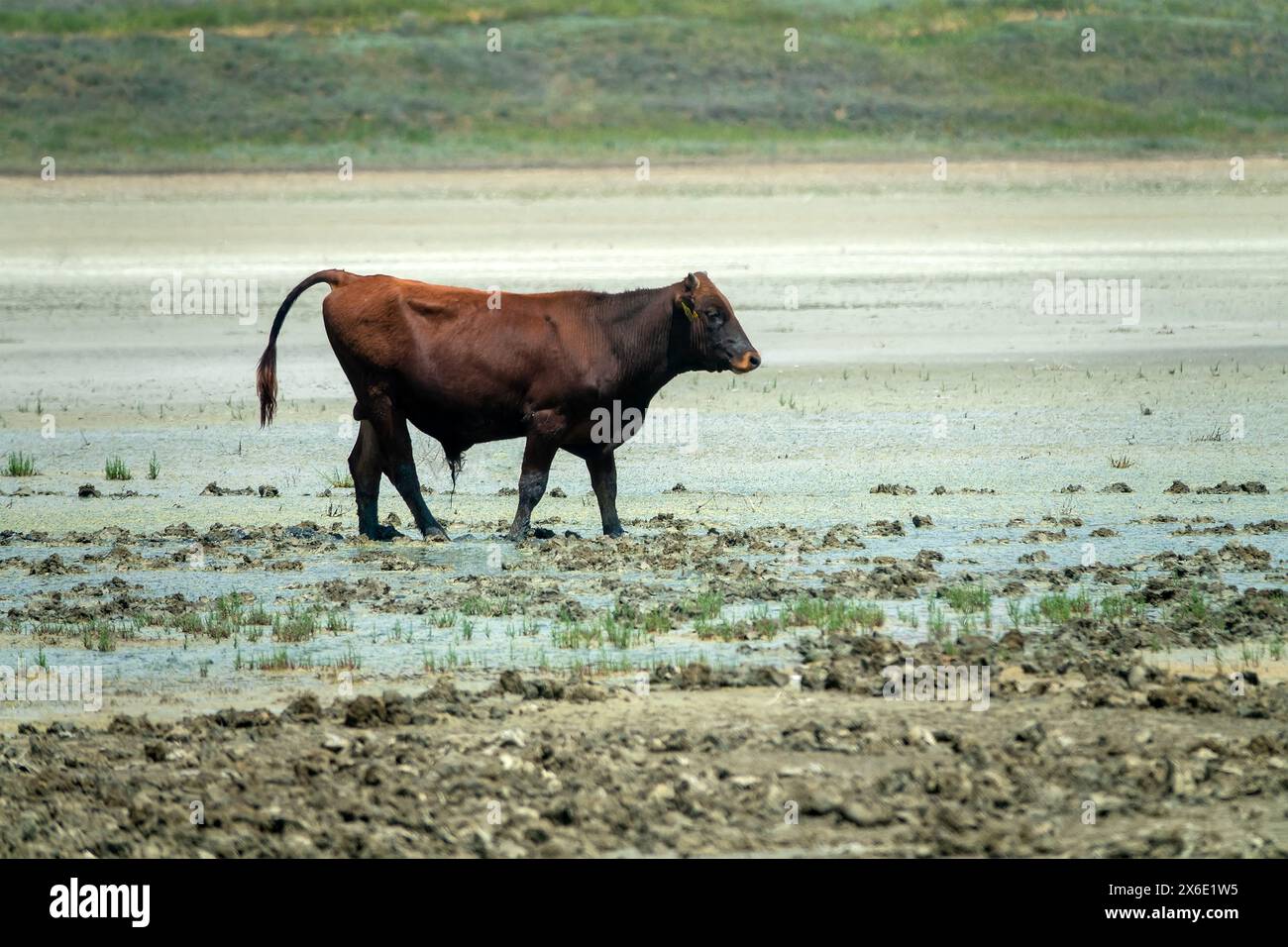 A burly bull on a dried-up lake. The assured pose of double plus bull ...
