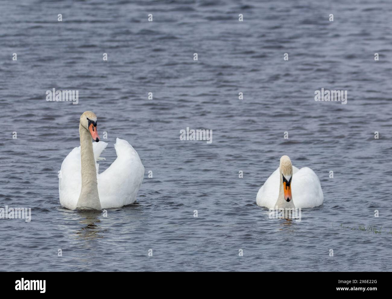 Mute swan breeding pair hi-res stock photography and images - Alamy