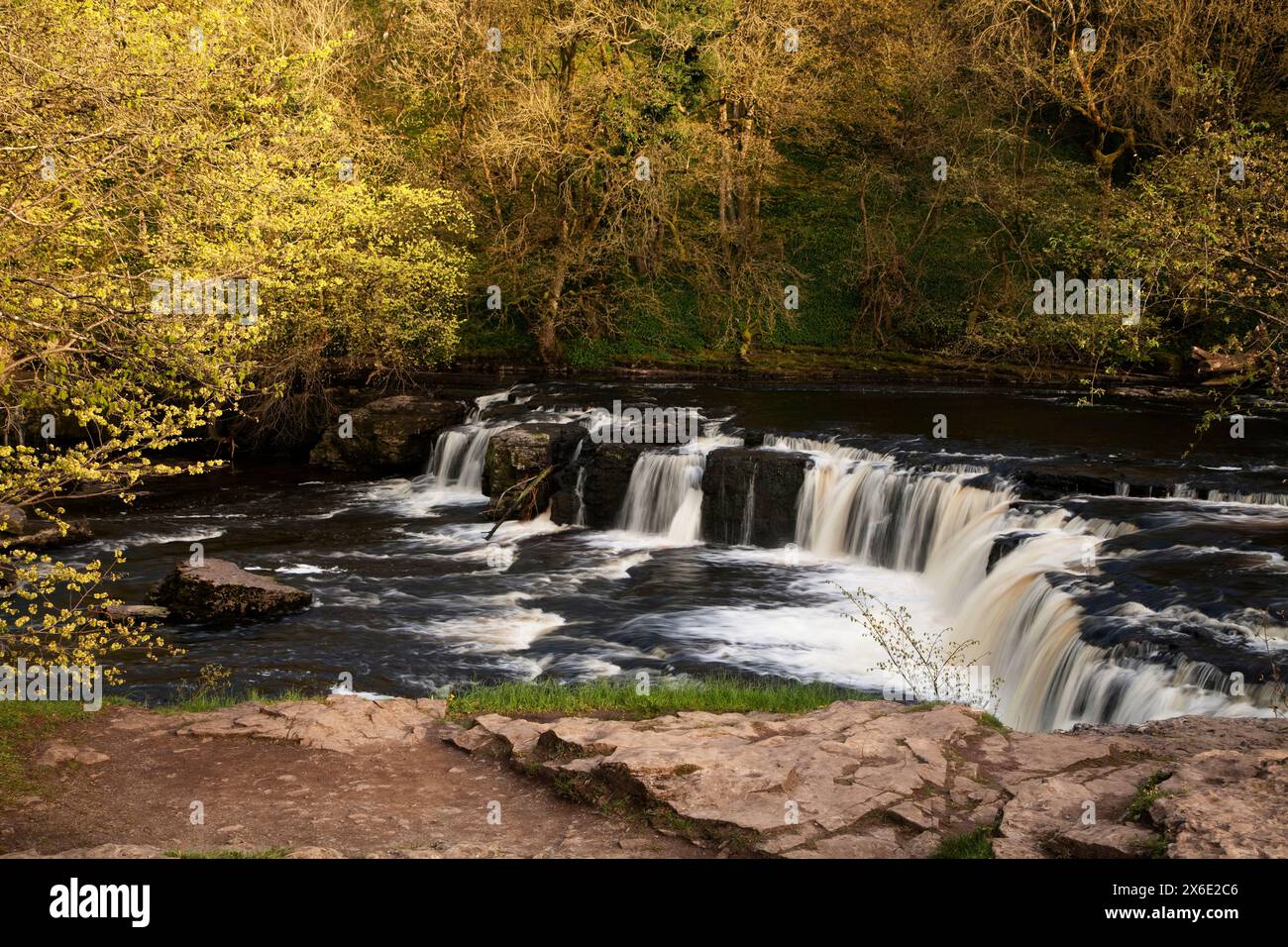 High Force at Aysgarth Falls, Yorkshire Dales, UK Stock Photo - Alamy