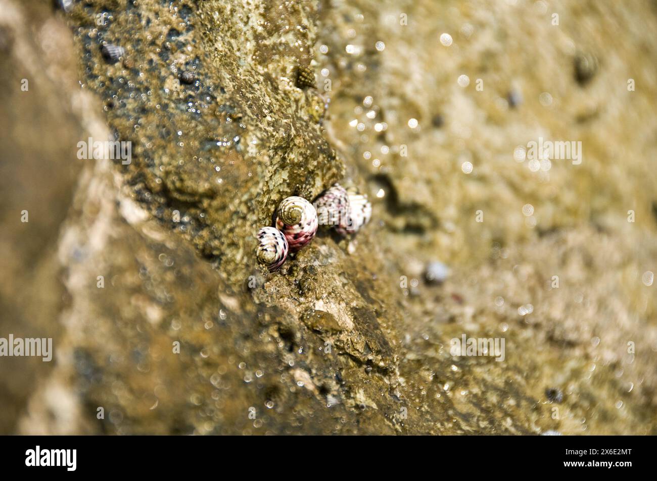 Colorful Snail Shells Clinging to a Wet Rocky Surface at Seashore Stock ...