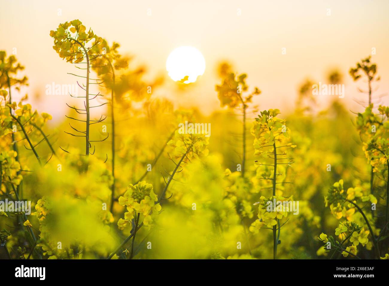 Flowering colza plants used for green energy and oil industry, rape ...