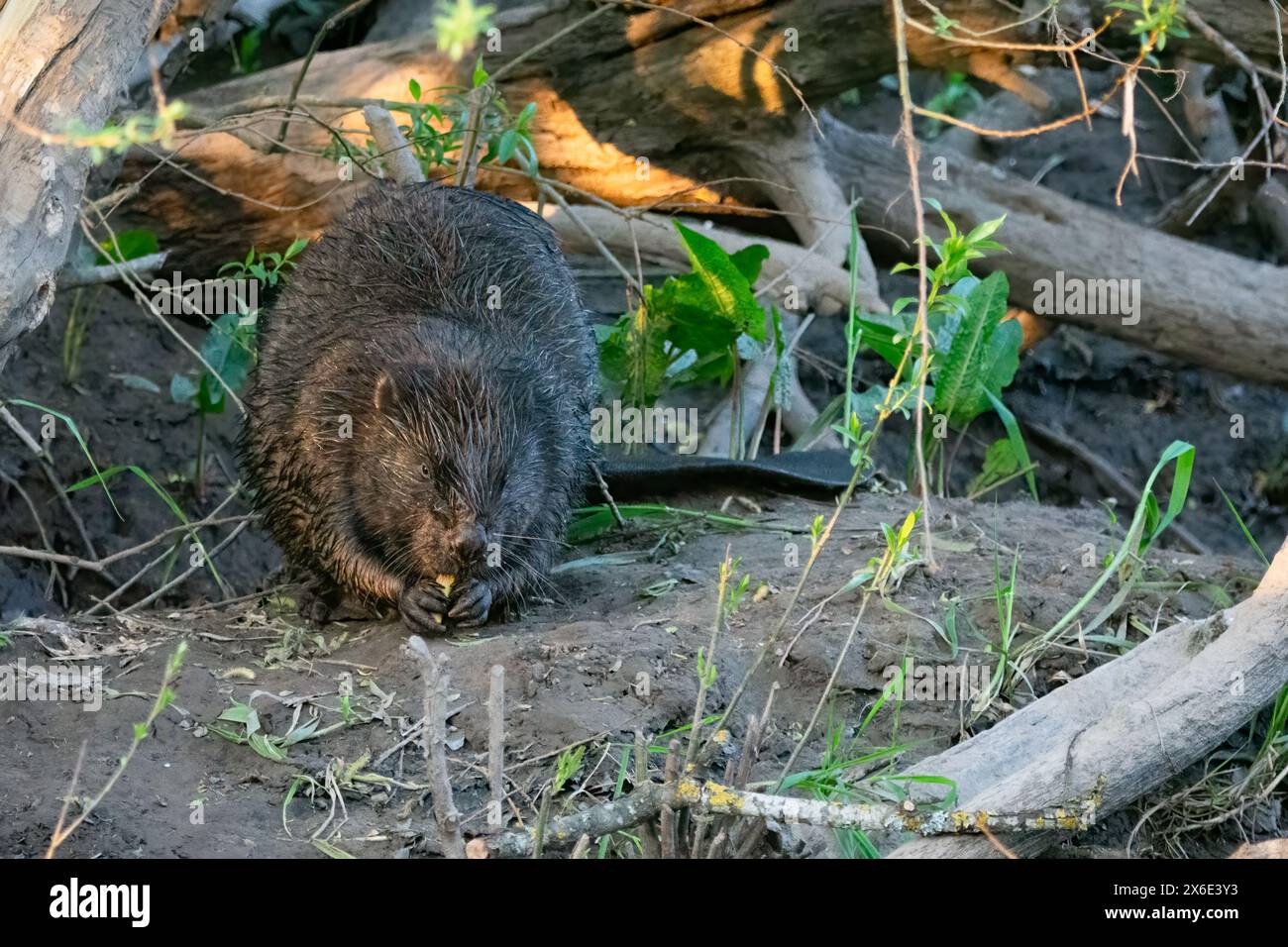 Eurasian/European Beaver (Castor fiber) on the River Tay, Perthshire ...