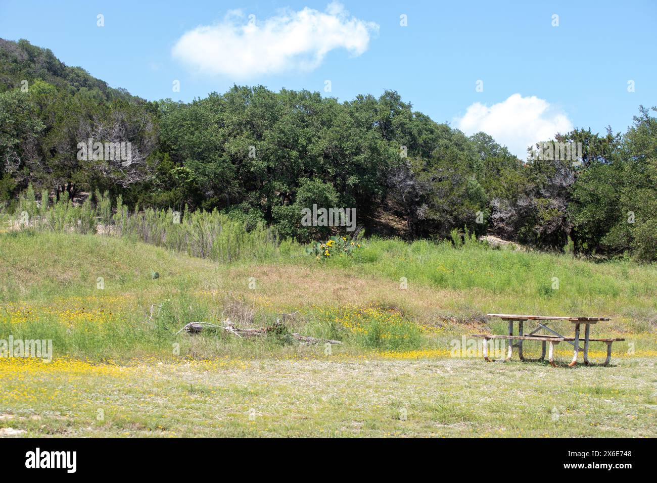 Peaceful Texas landscape with trees, flowers, picnic table, and partly ...