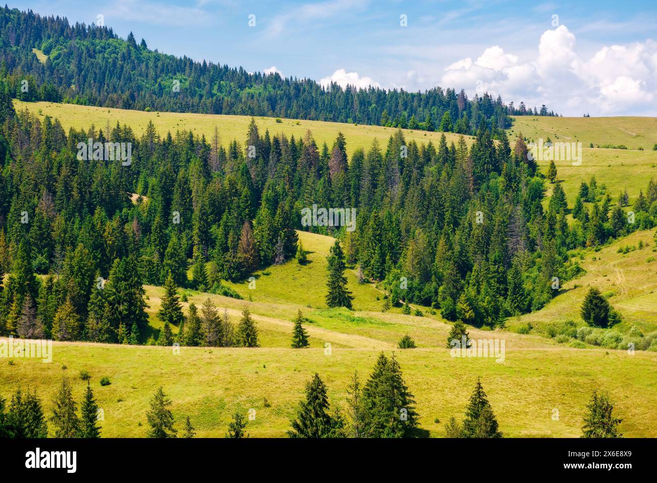 scenery with forested hills of podobovets village countryside. carpathian mountain landscape of ...