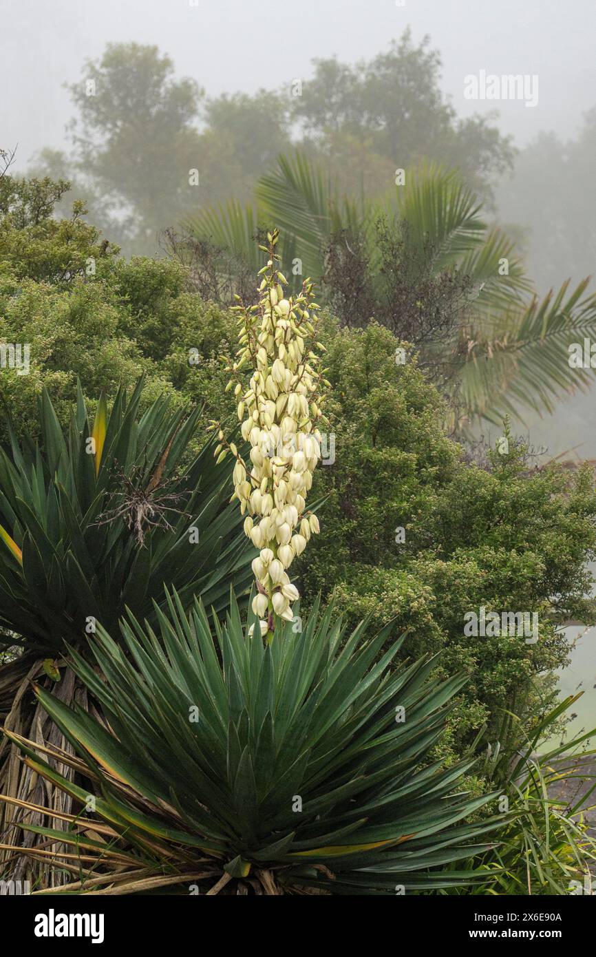 The Spanish dagger yucca blooming at Sublime Point Outlook south of ...