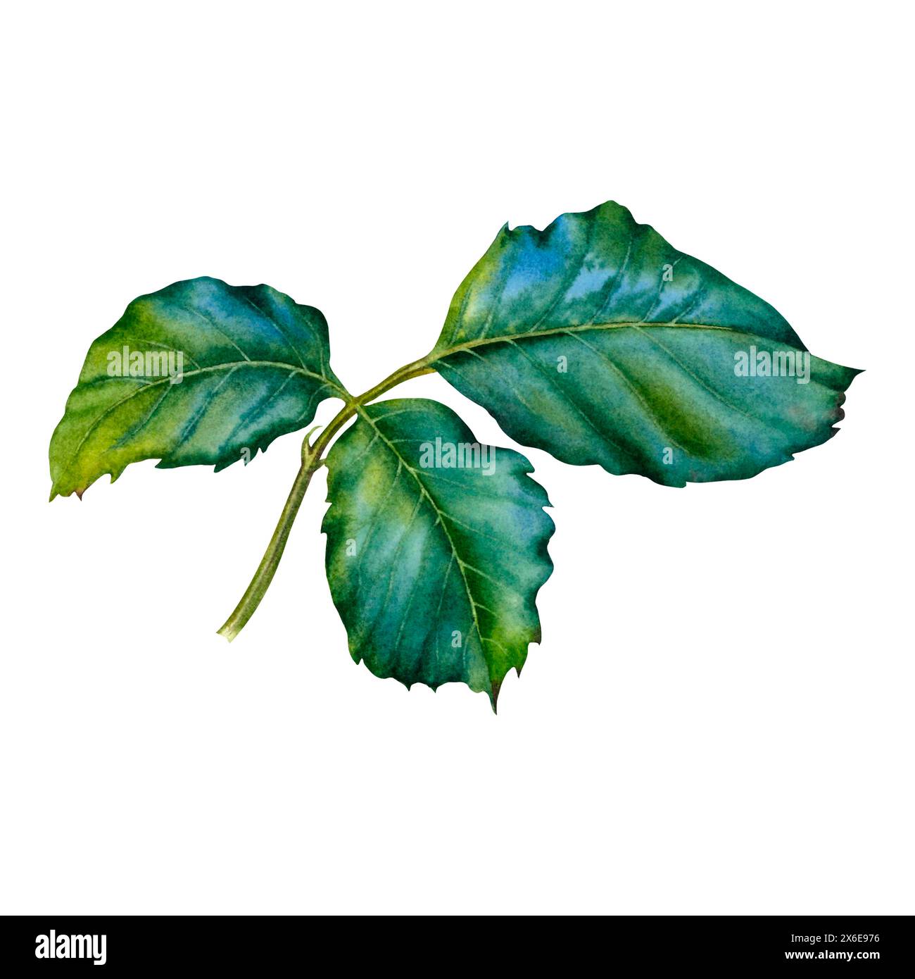 Quotes on watercolor hi-res stock photography and images - Alamy