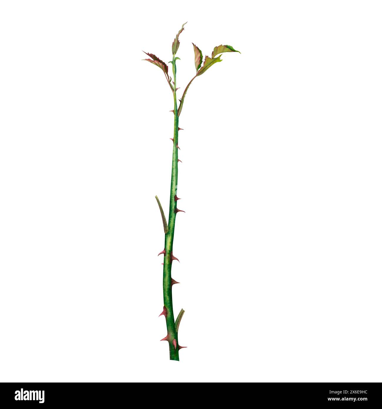 Rose with thorns hi-res stock photography and images - Alamy