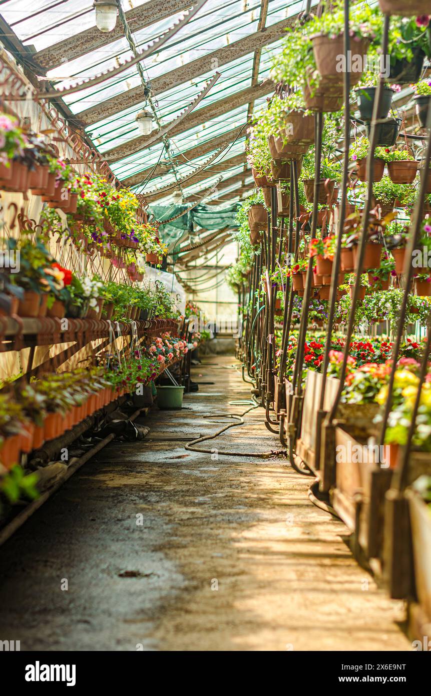 Old greenhouse passage with hanging plant High quality photo Stock ...