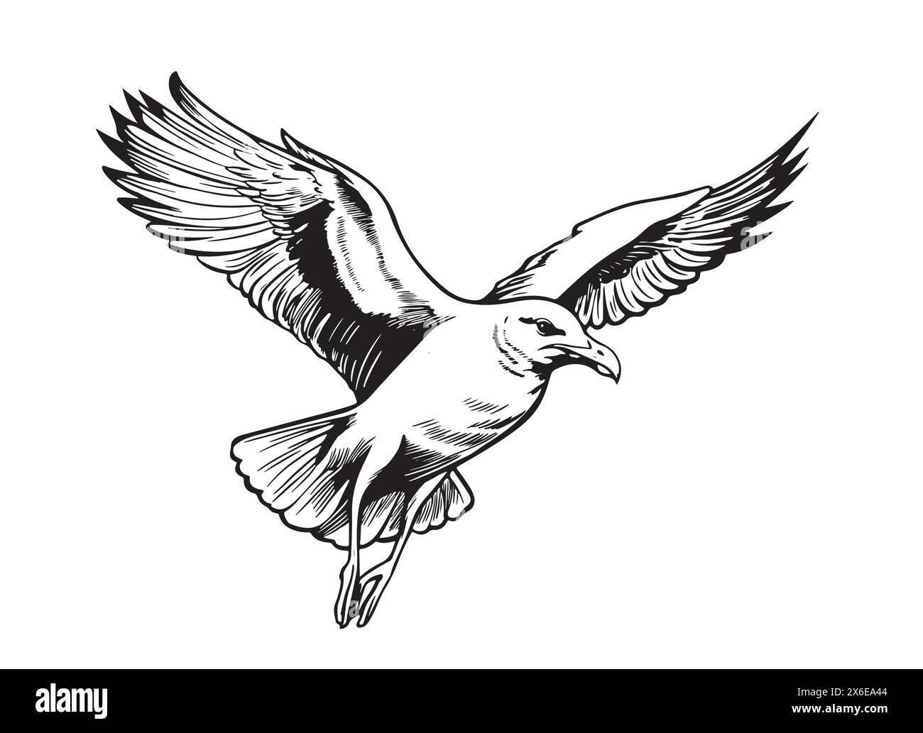 Vector antique engraving illustration of flying gull isolated on white ...