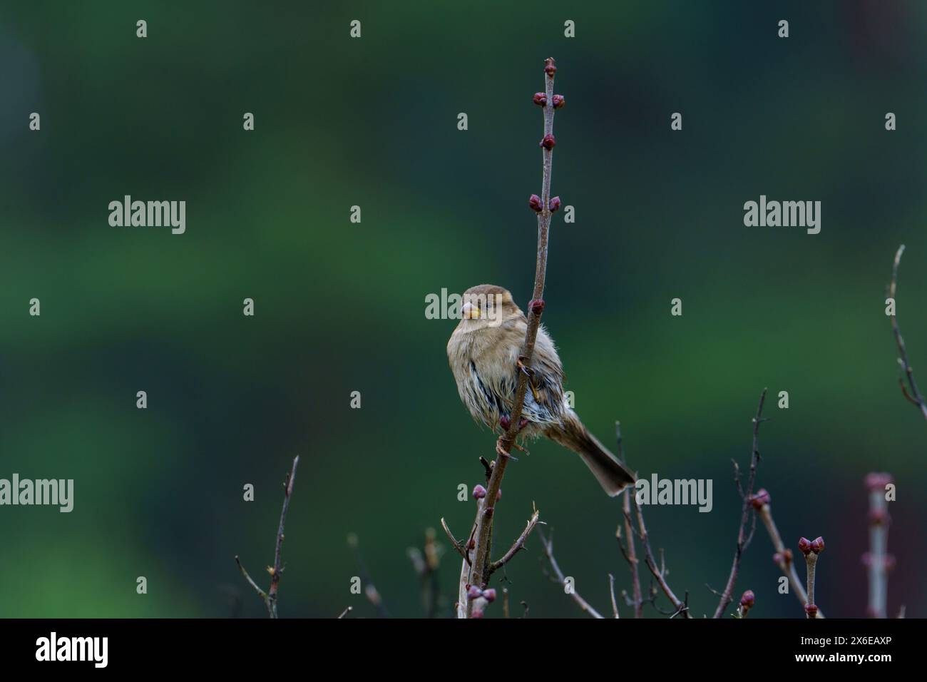 Wet Passer domesticus Family Passeridae Genus Passer House sparrow wild ...