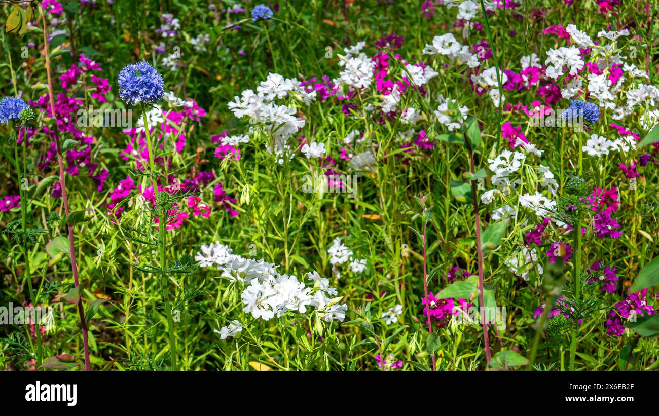 Pink, purple, and white wildflowers, including various species of ...