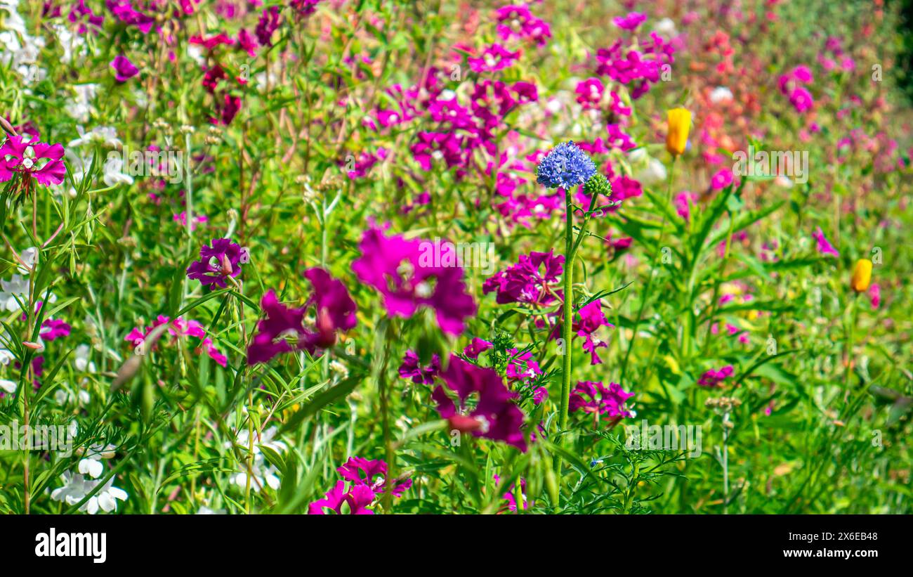 Pink, purple, white wildflowers, species of Clarkia, Gilia capitata ...