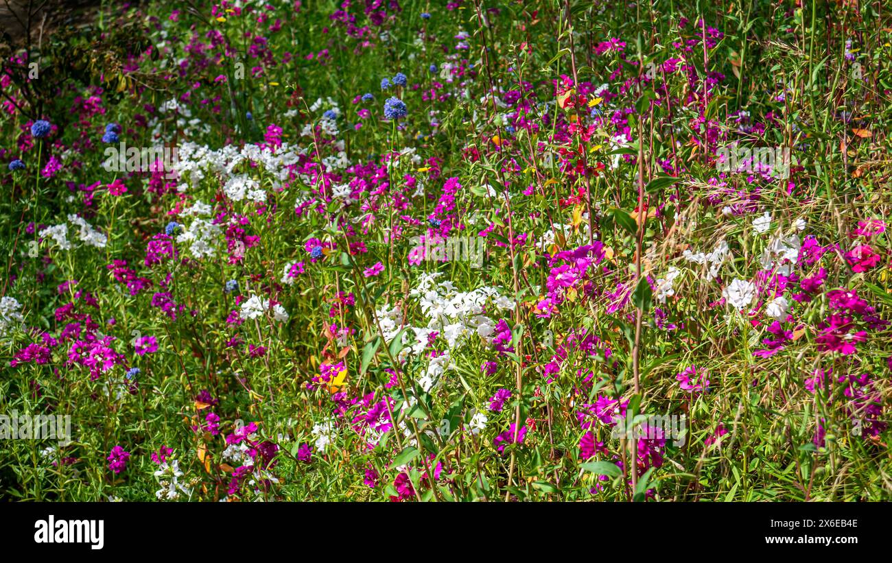 Pink and white wildflowers, including various species of Clarkia ...