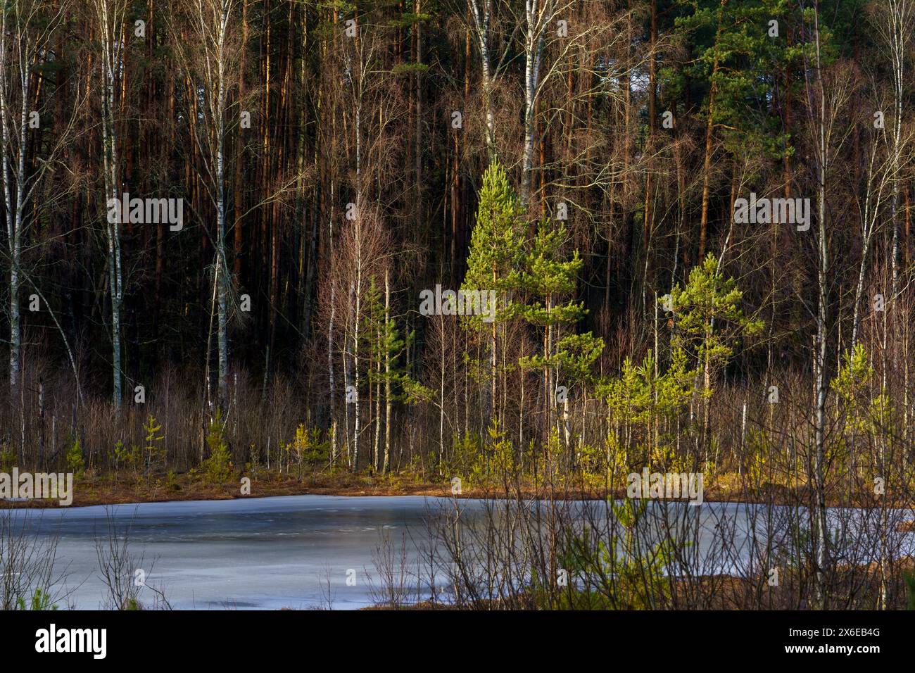 Wild nature landscape in Dzukija National park in Lithuania Stock Photo ...