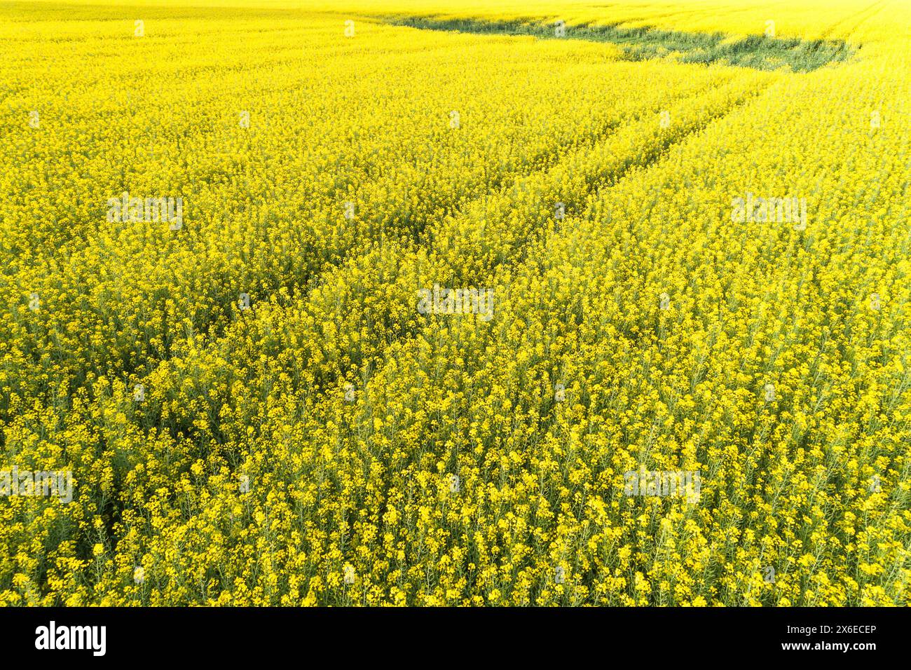 spring flowering rapeseed crop field seen from a drone Stock Photo - Alamy