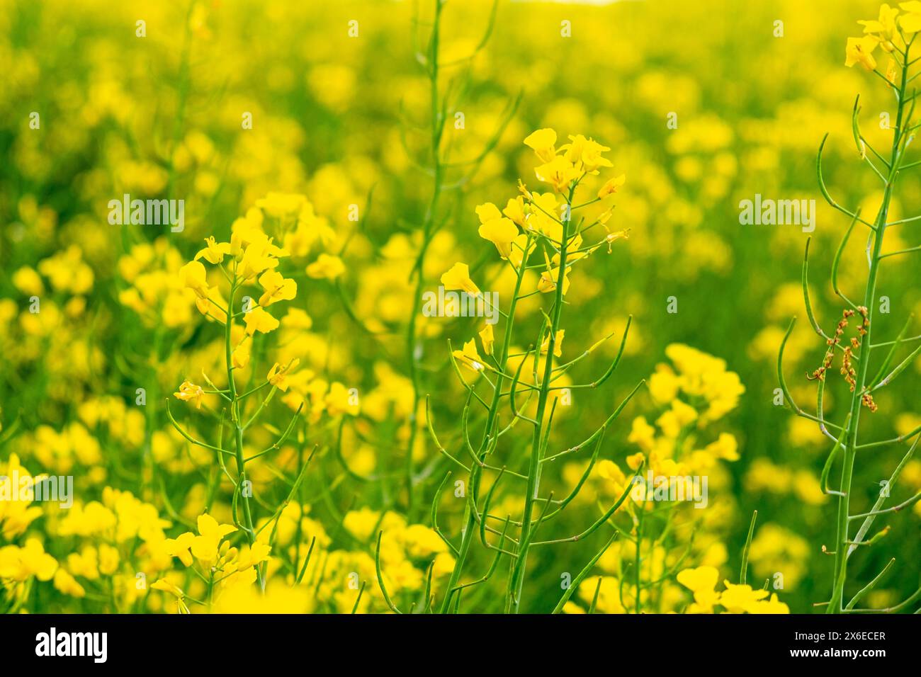 Rapeseed flower isolated hi-res stock photography and images - Alamy