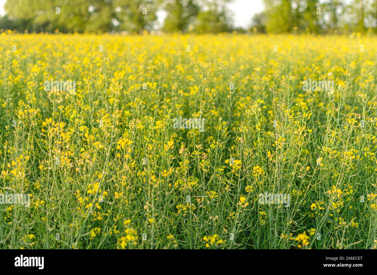spring flowering rapeseed crop field Stock Photo - Alamy