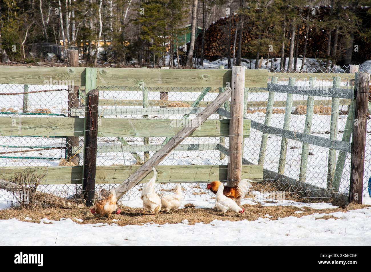 Chickens on the farm hi-res stock photography and images - Alamy
