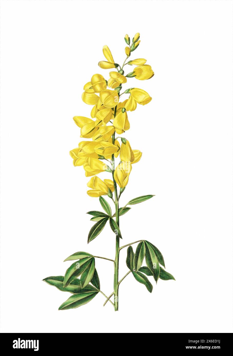 Flowers prints Cut Out Stock Images & Pictures - Alamy