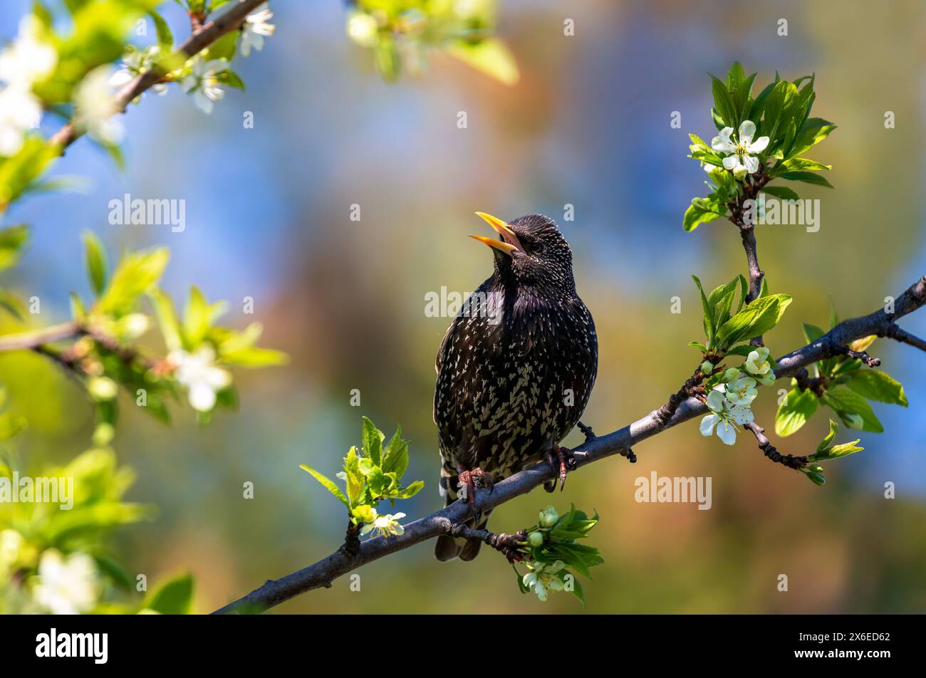 black starling bird sits on the branches of a flowering tree in a ...