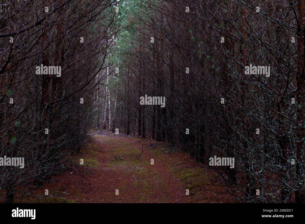 Forest path for walks in Dzukija NAtional park in Lithuania Stock Photo ...