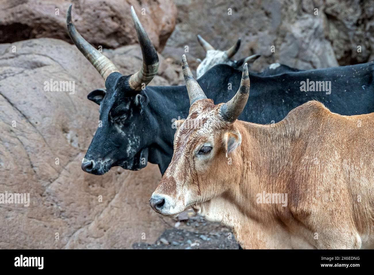 African cows hi-res stock photography and images - Alamy