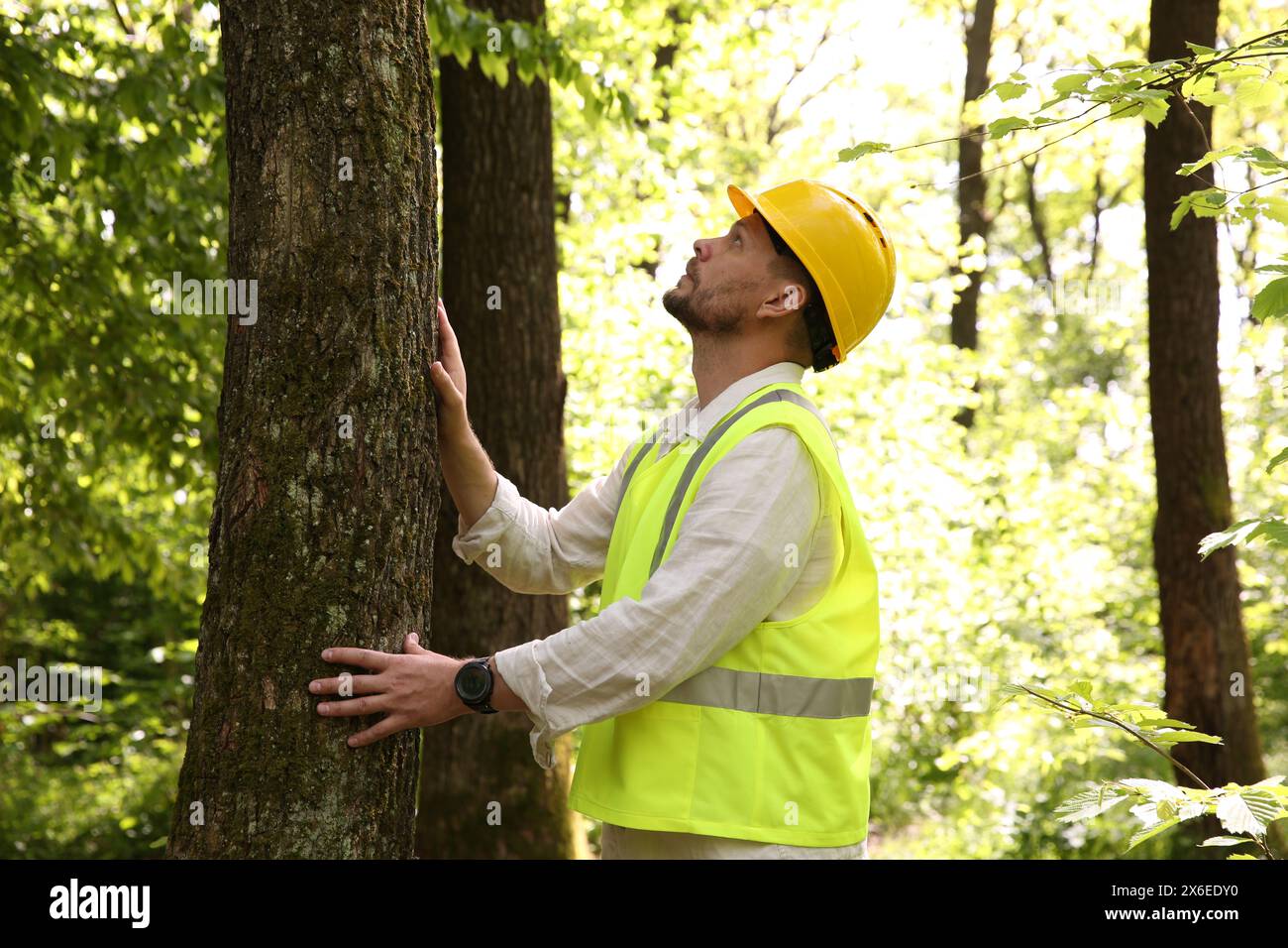 Forester in hard hat examining tree in forest Stock Photo - Alamy