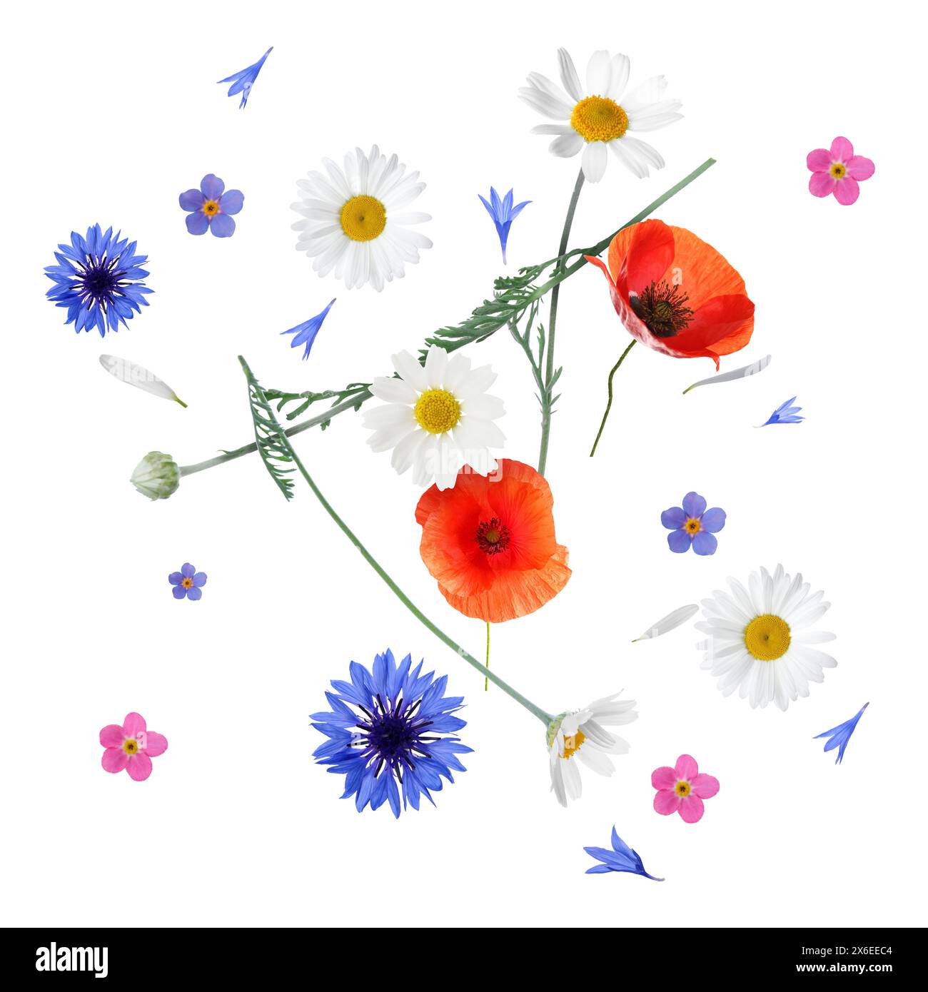 Beautiful meadow flowers falling on white background Stock Photo - Alamy